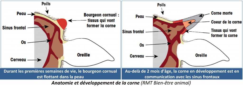 Anatomie et développement de la corne (RMT Bien-être animal) – Farago ...